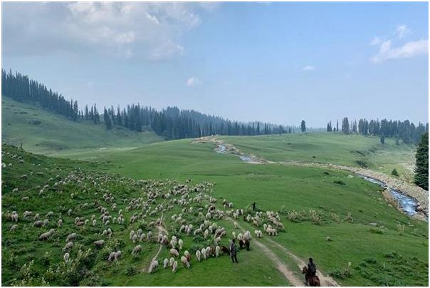 Forest Rights Act implementation: A historic step changing lives of JK ...