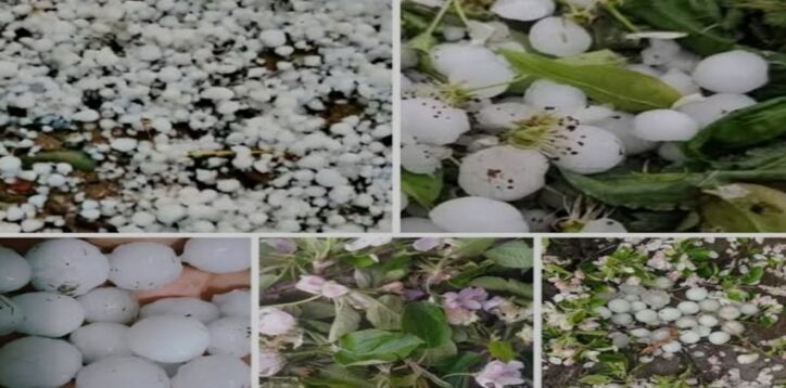 Hailstorms damage apple orchards, standing crops in Kashmir parts – The ...