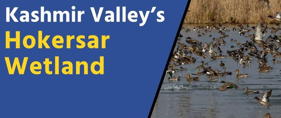 Hokersar Wetland doing overwhelmingly better with impactful habitat interventions in recent past ...